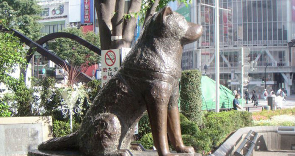 600px-Hachiko_Stuffed_specimen | - Japaaan